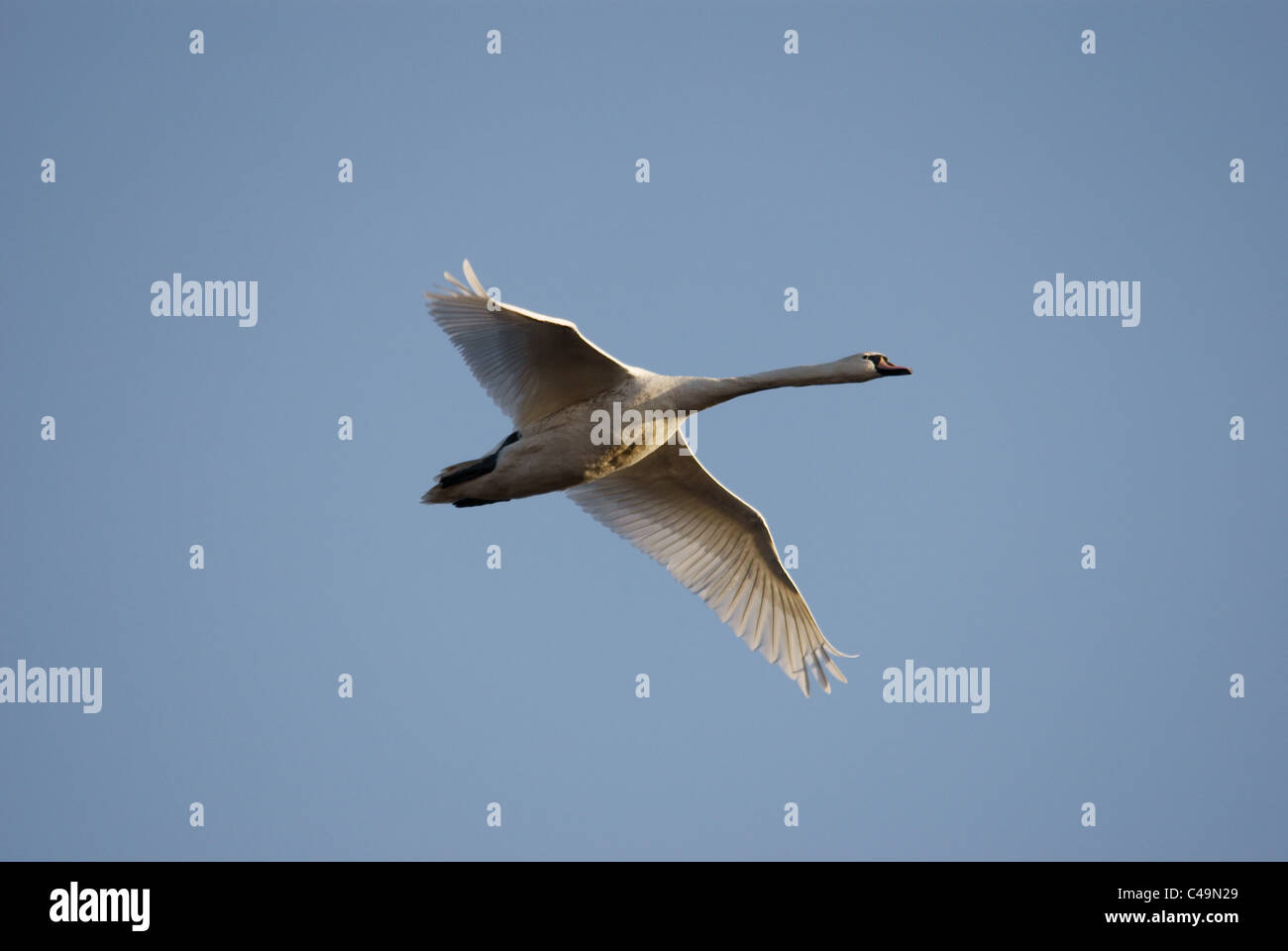 Swan in Flight Stock Photo - Alamy