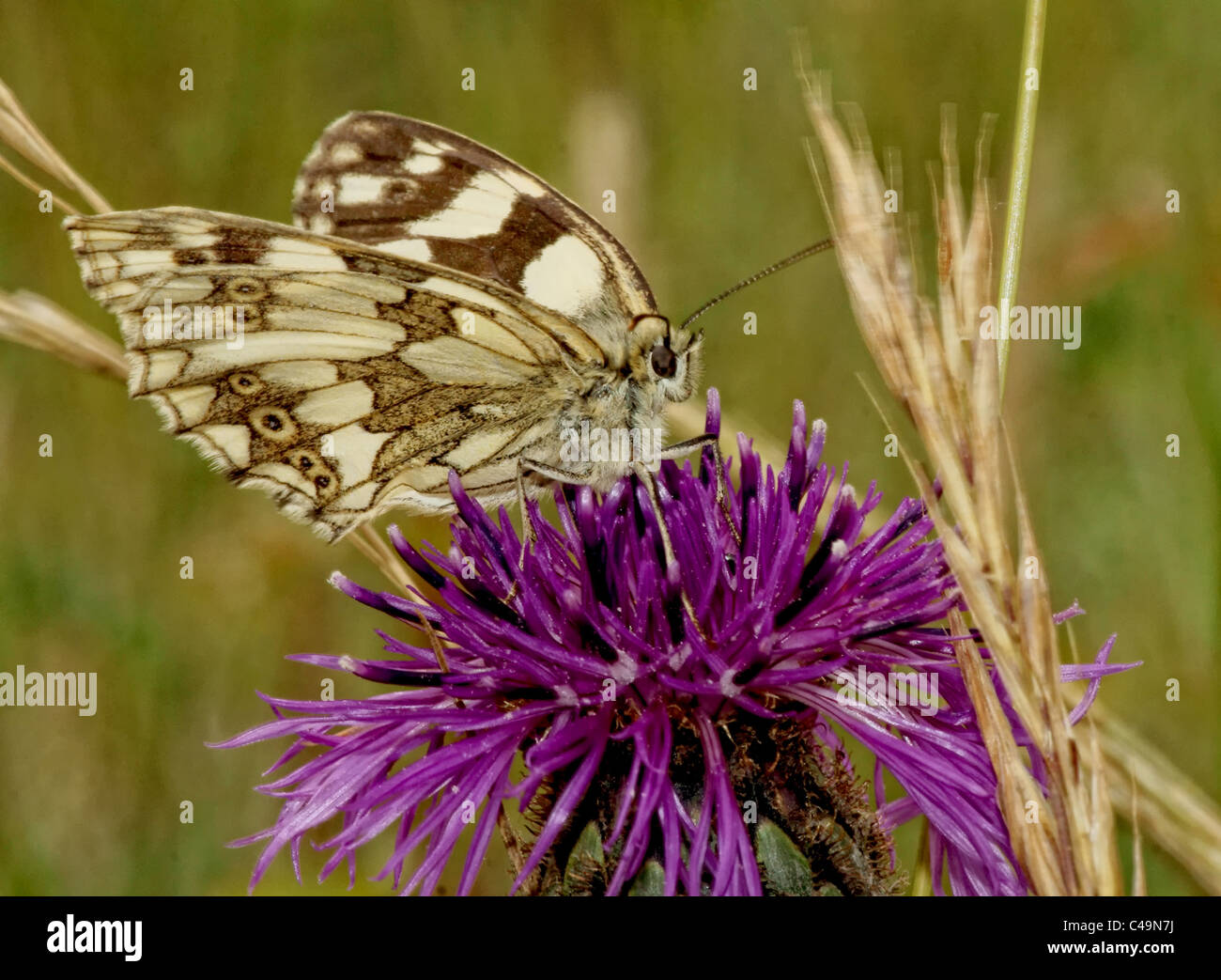 Marbled White Butterfly Stock Photo - Alamy