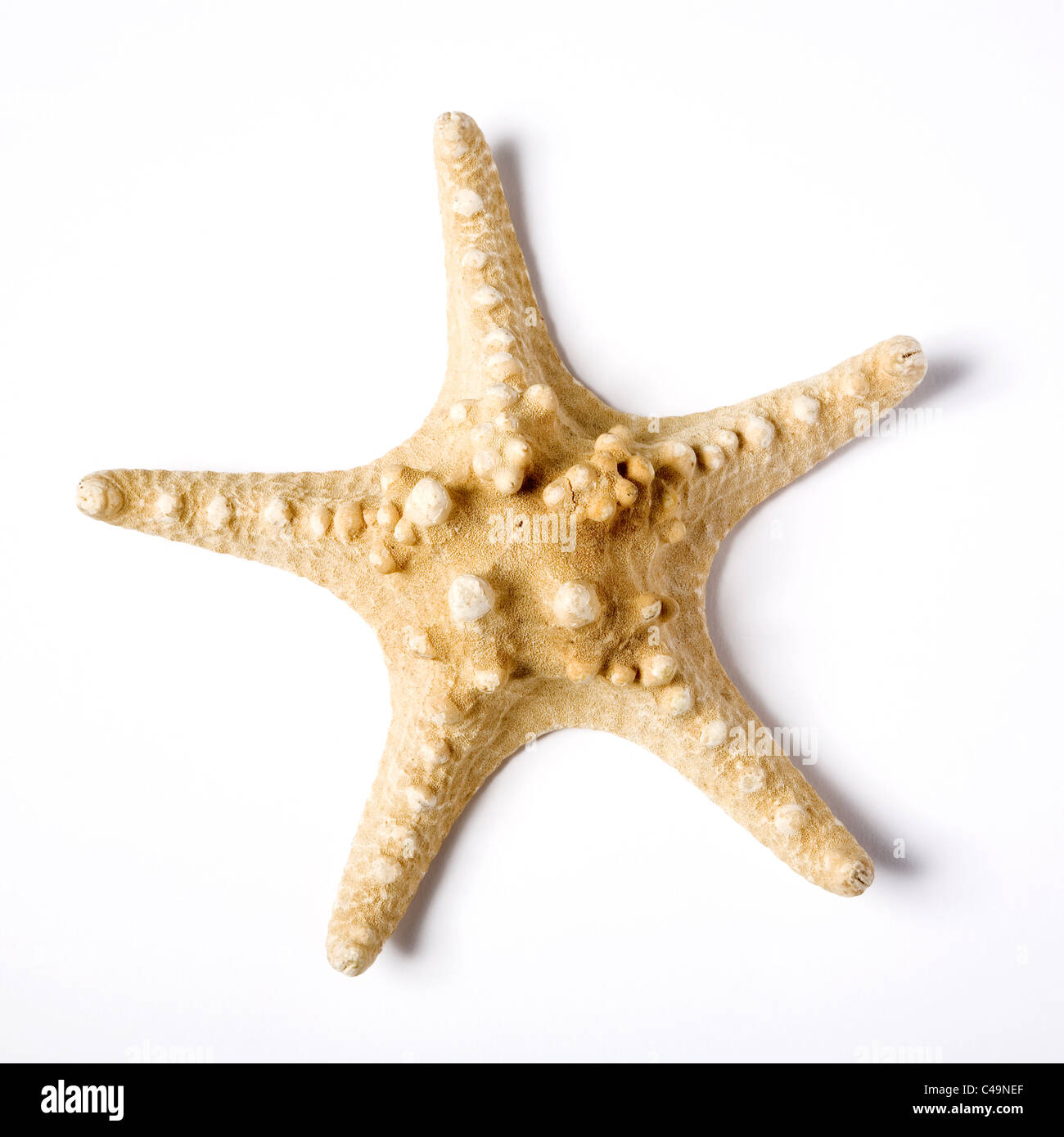 Top conchology hi-res stock photography and images - Alamy