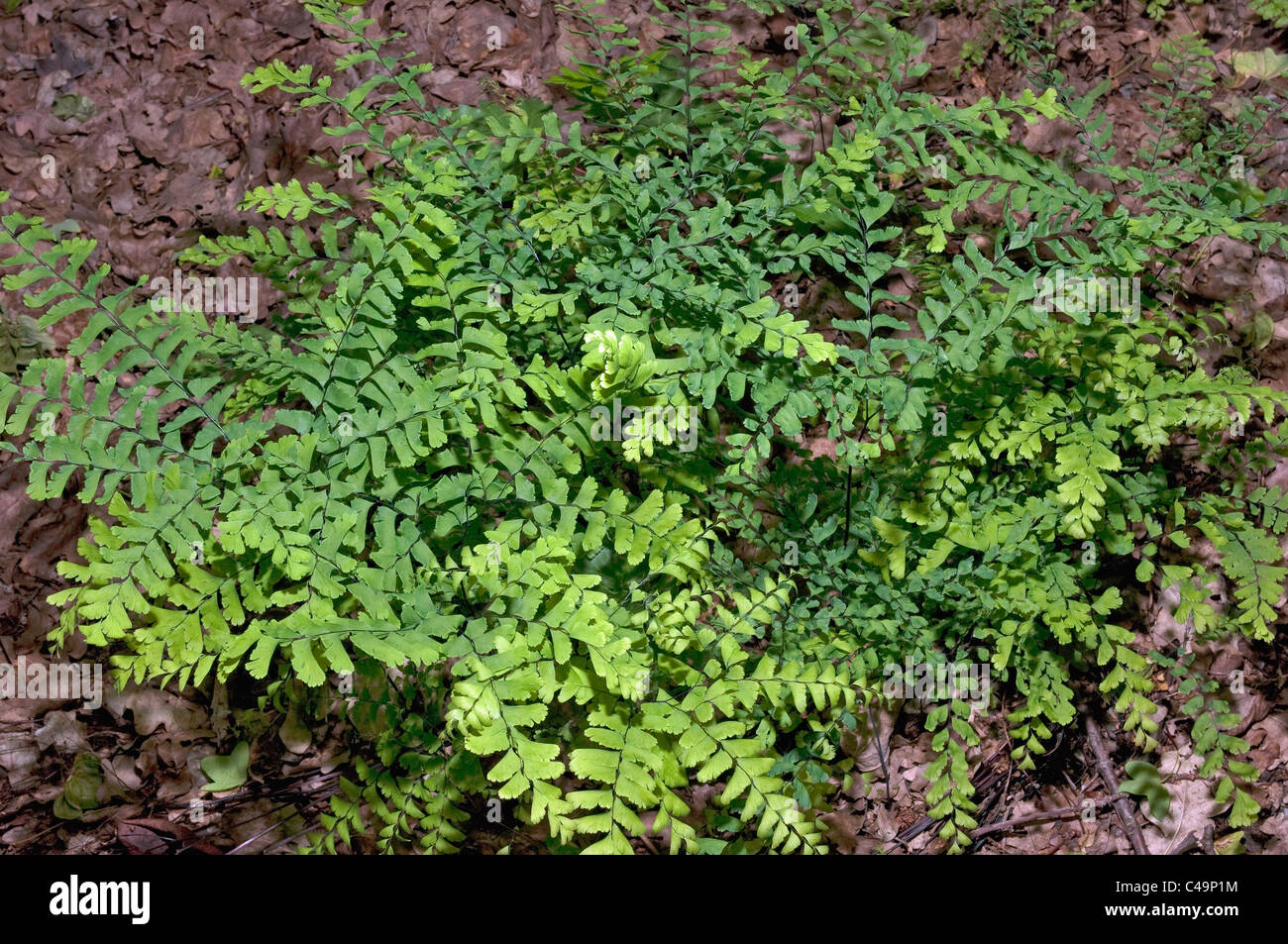 Northern Maidenhair Fern, Five-fingered Fern (Adiantum pedatum Stock ...