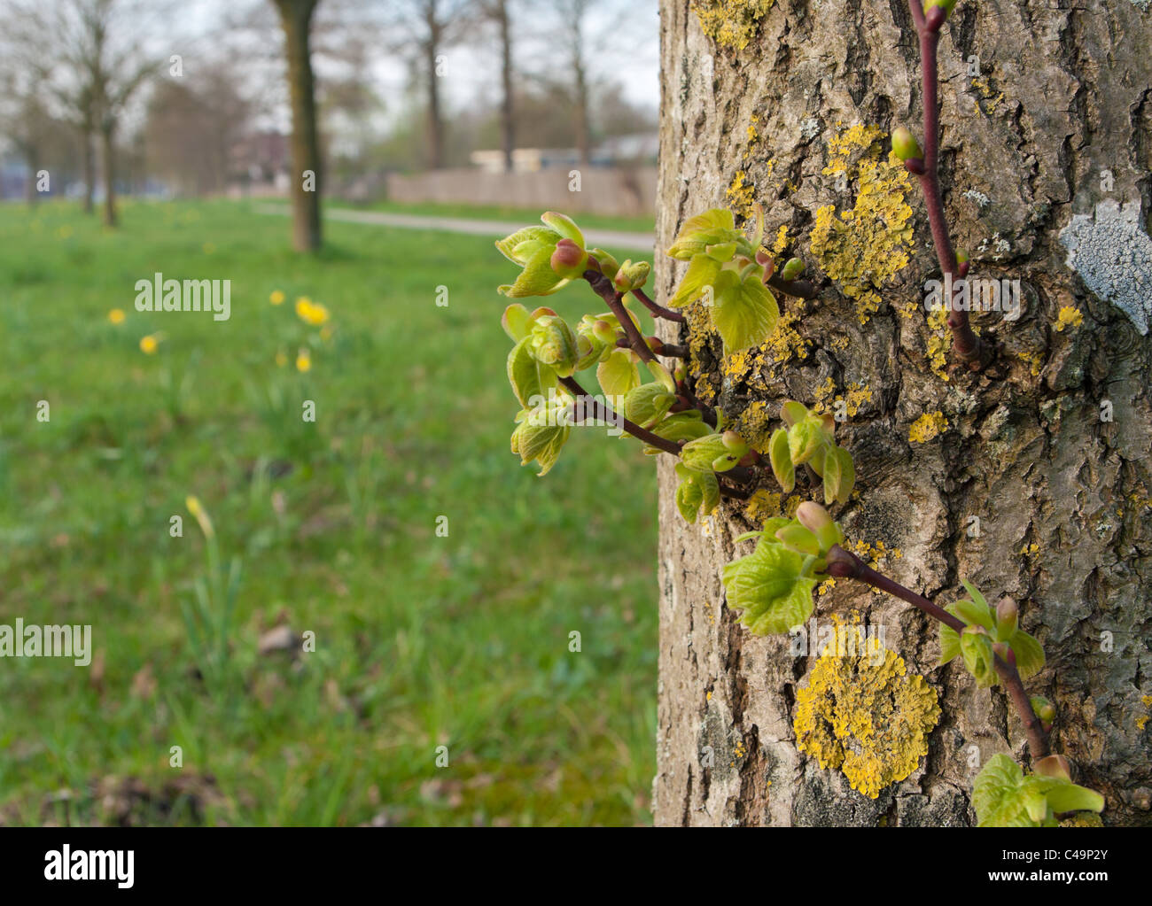 fresh leaves growing out of a tree trunk Stock Photo - Alamy