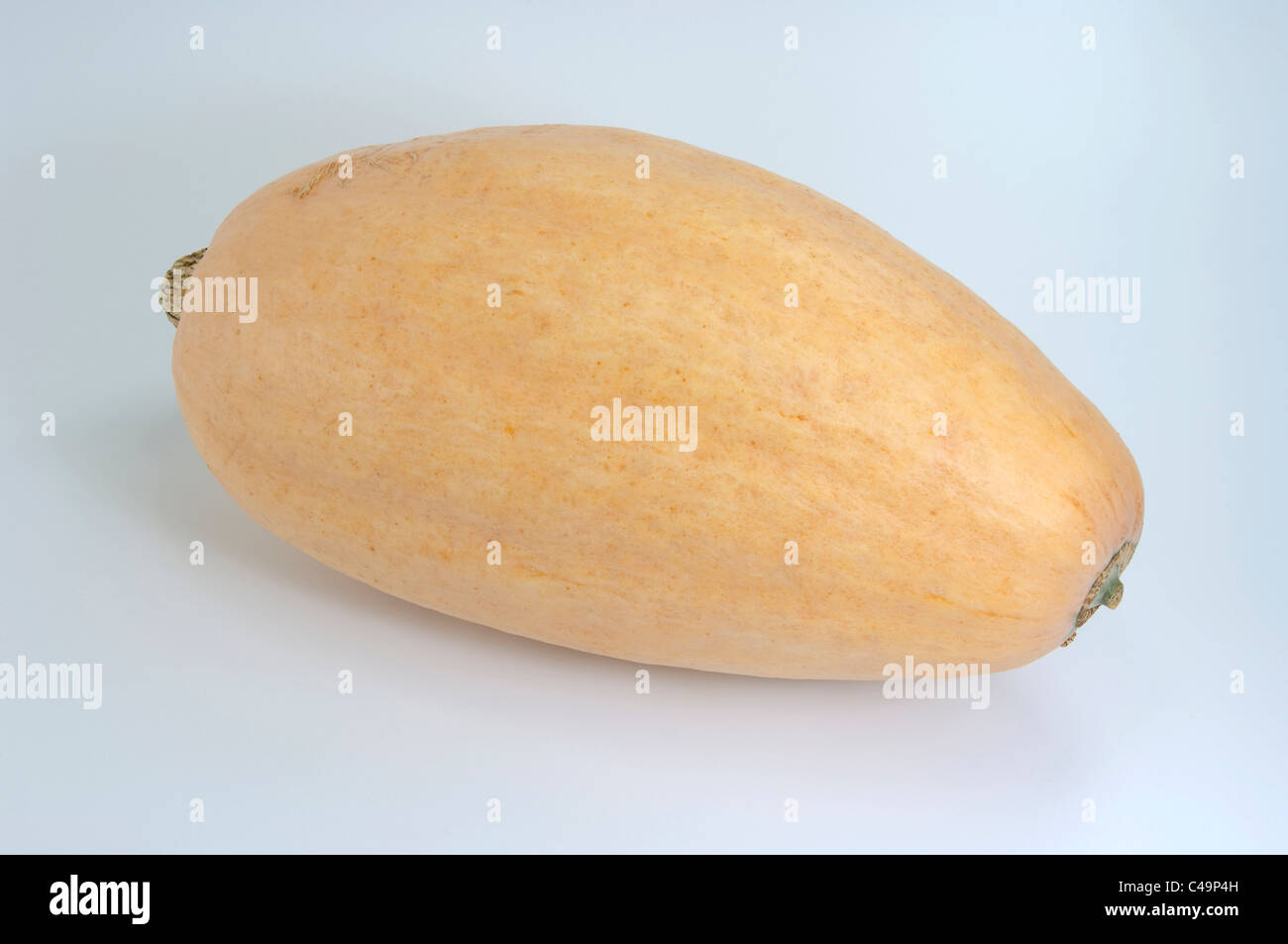 Banana Pink Squash (Cucurbita maxima), fruit. Studio picture against a ...