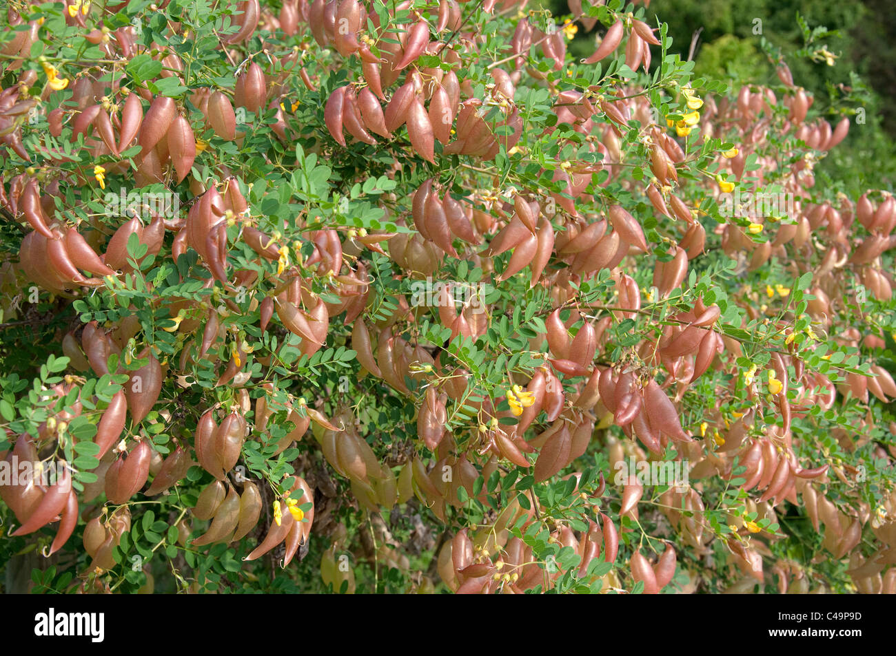 Bladder Senna (Colutea arborescens), bush with fruit. Studio picture ...