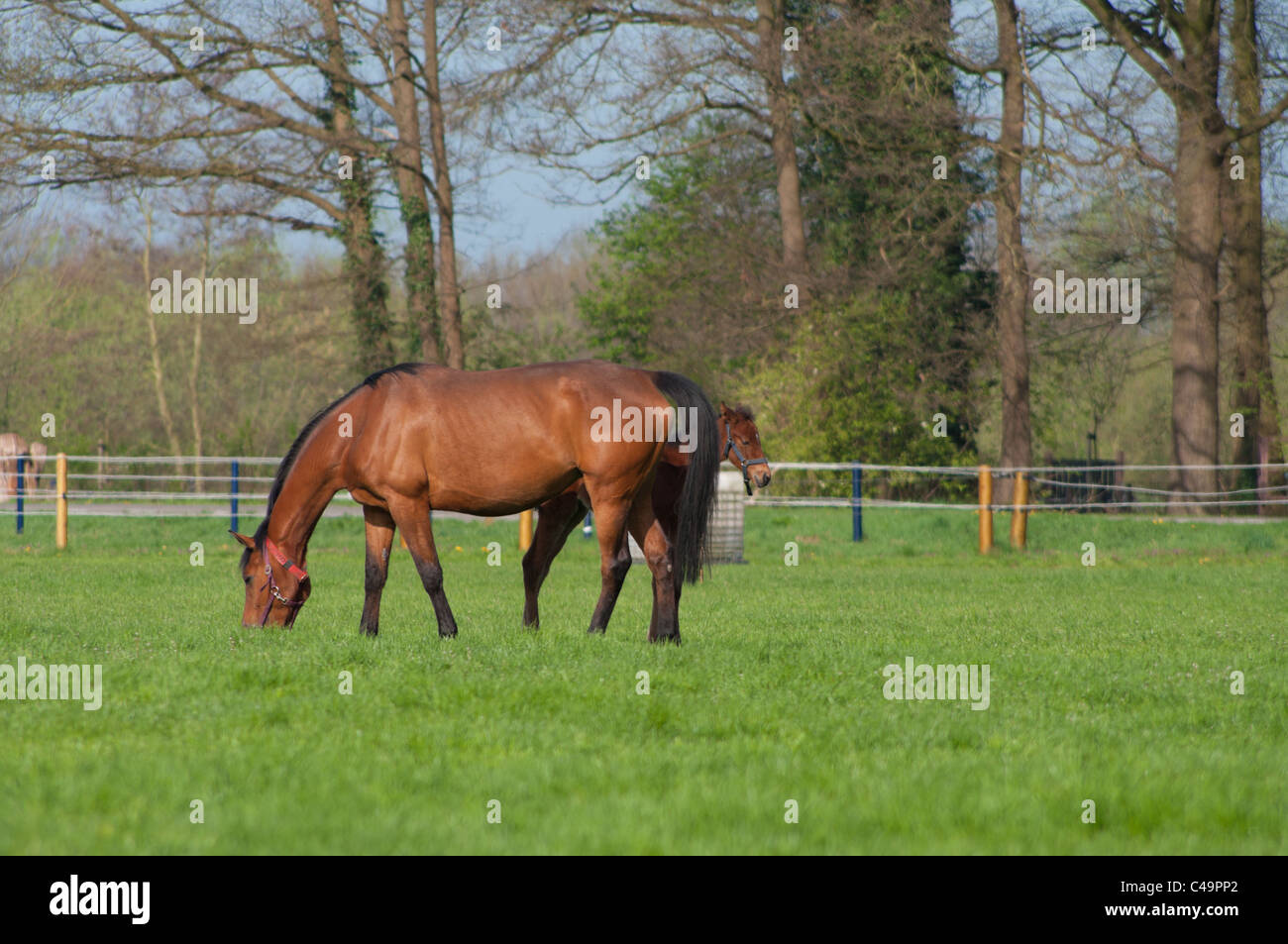 Group of horses and a foal hi-res stock photography and images - Alamy