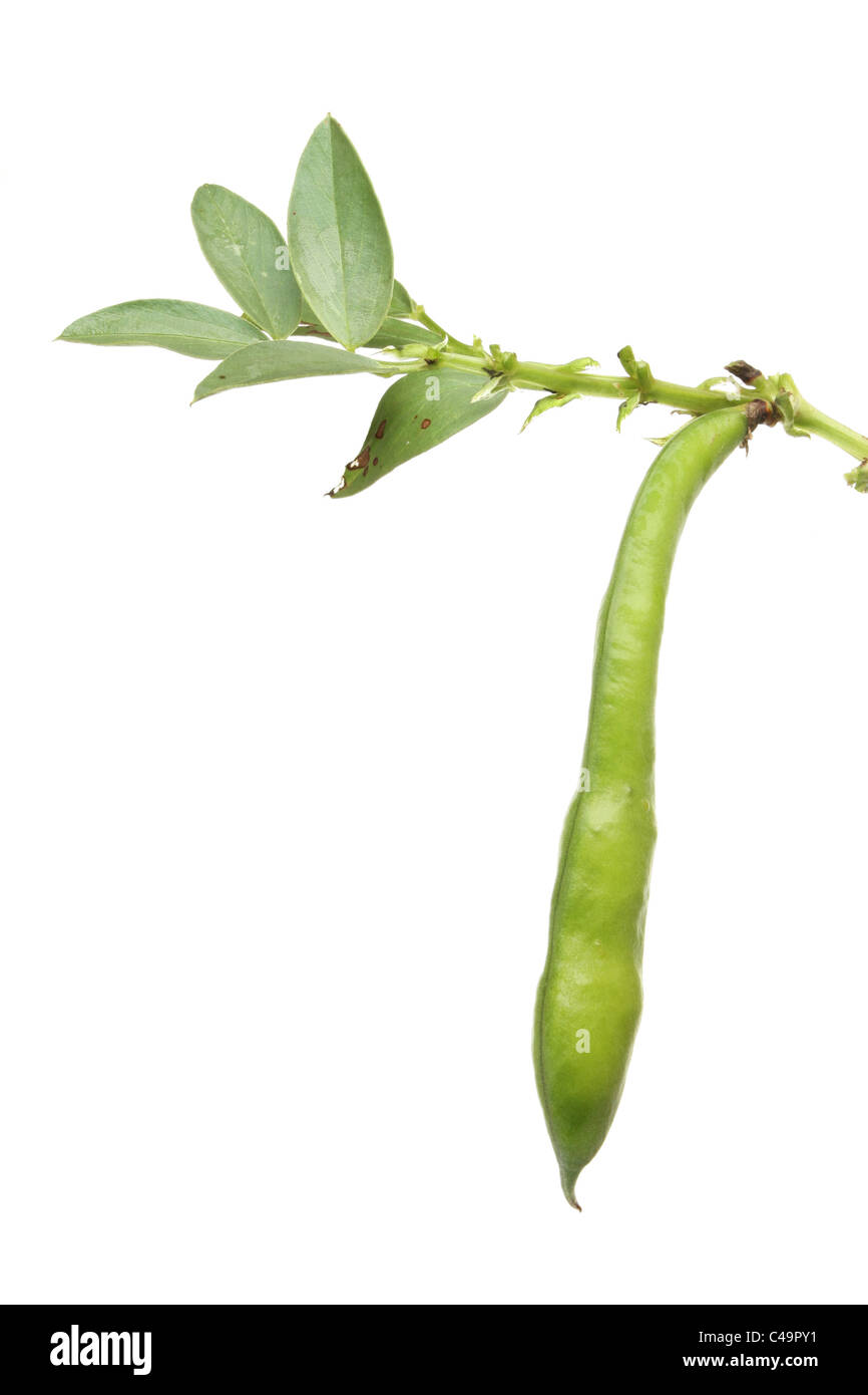 Broad bean leaf hi-res stock photography and images - Alamy