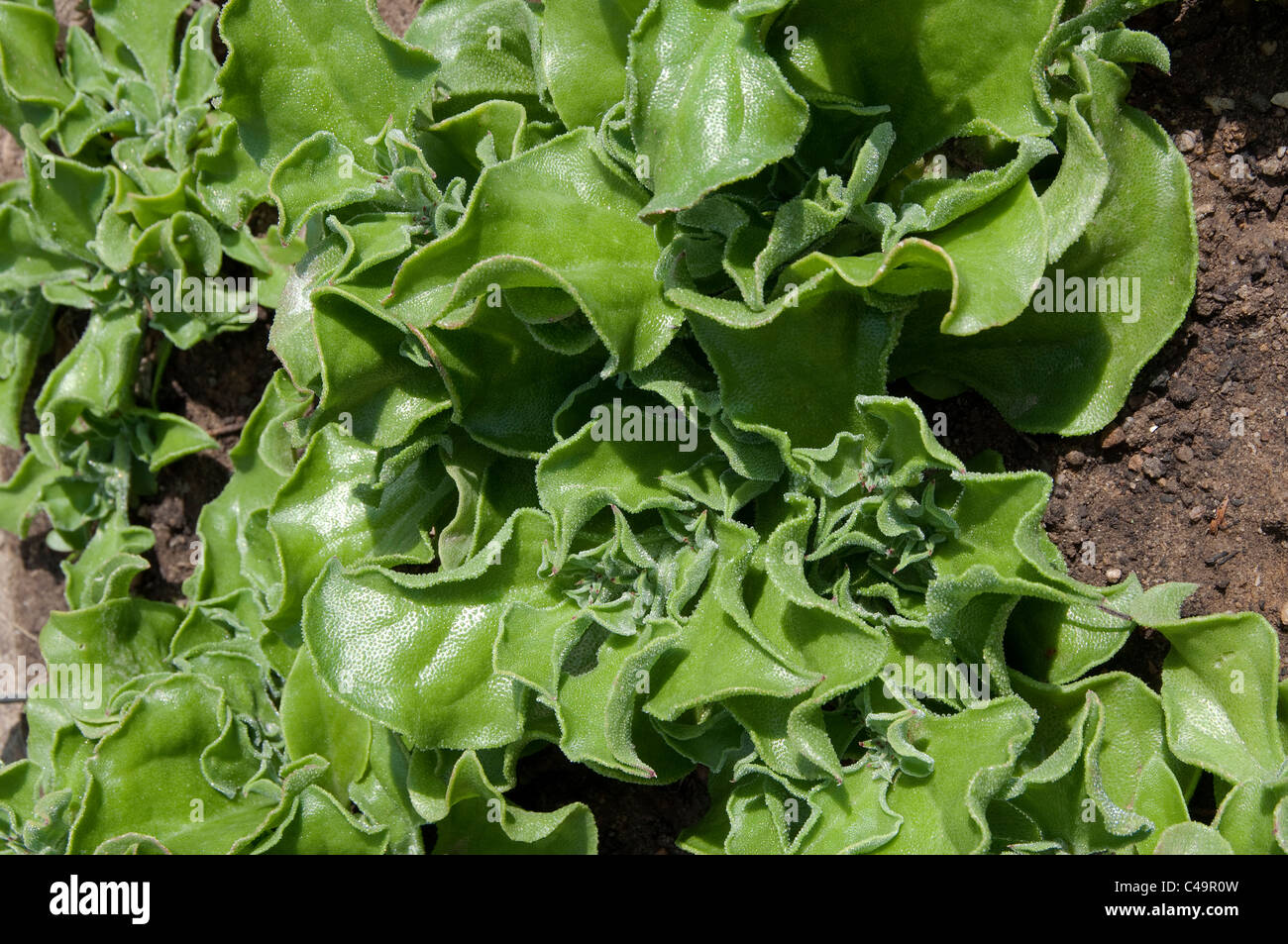 Common Ice Plant (Mesembryanthemum crystallinum). The leaves are edible ...