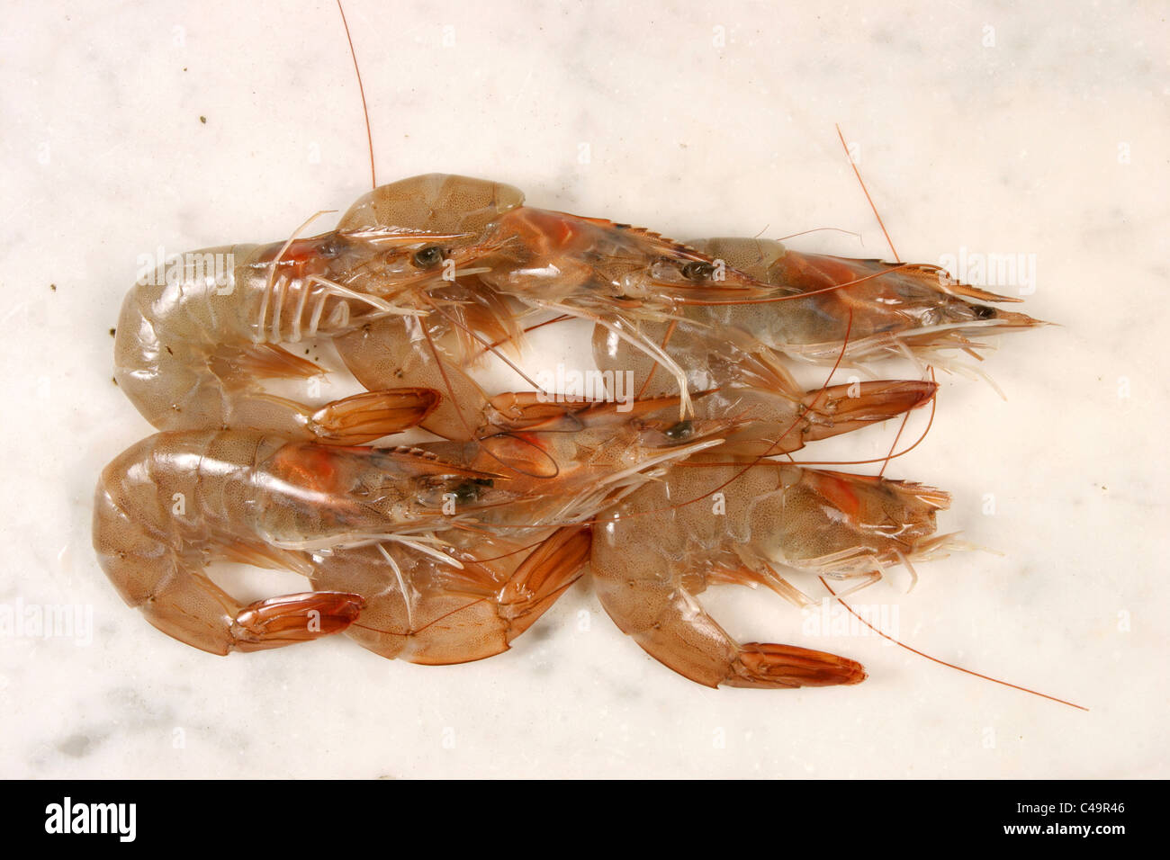 Crevettes on a marble slab Stock Photo - Alamy