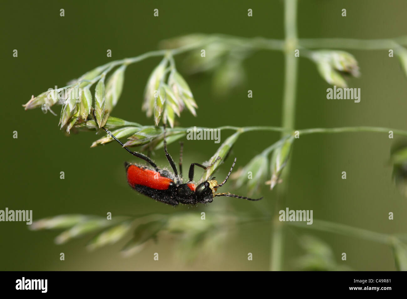 Aeneus hi-res stock photography and images - Alamy