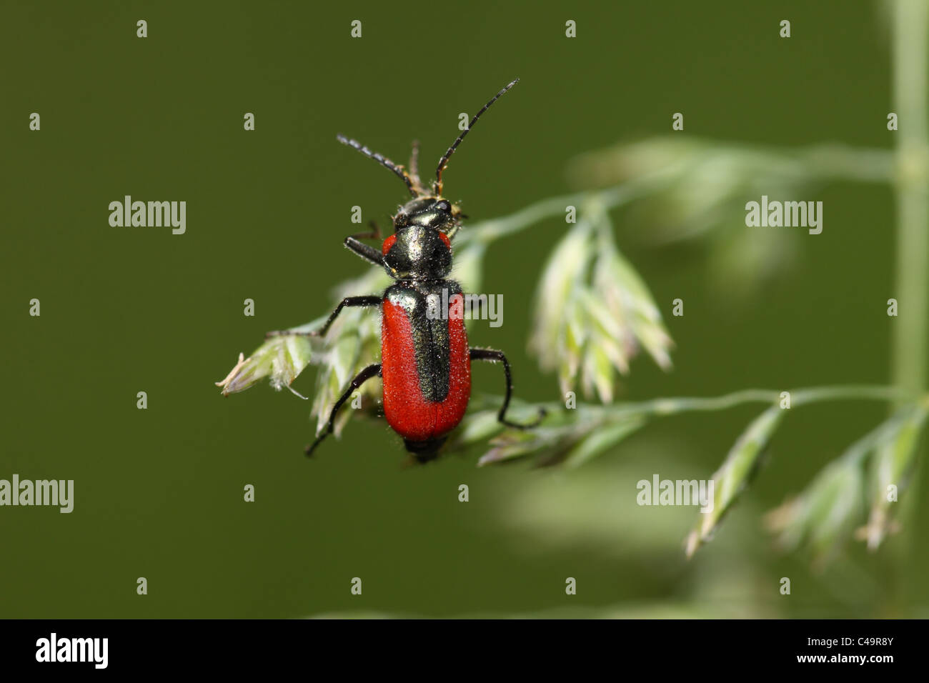 Red beetle (Malachius aeneus) on the ear Stock Photo - Alamy