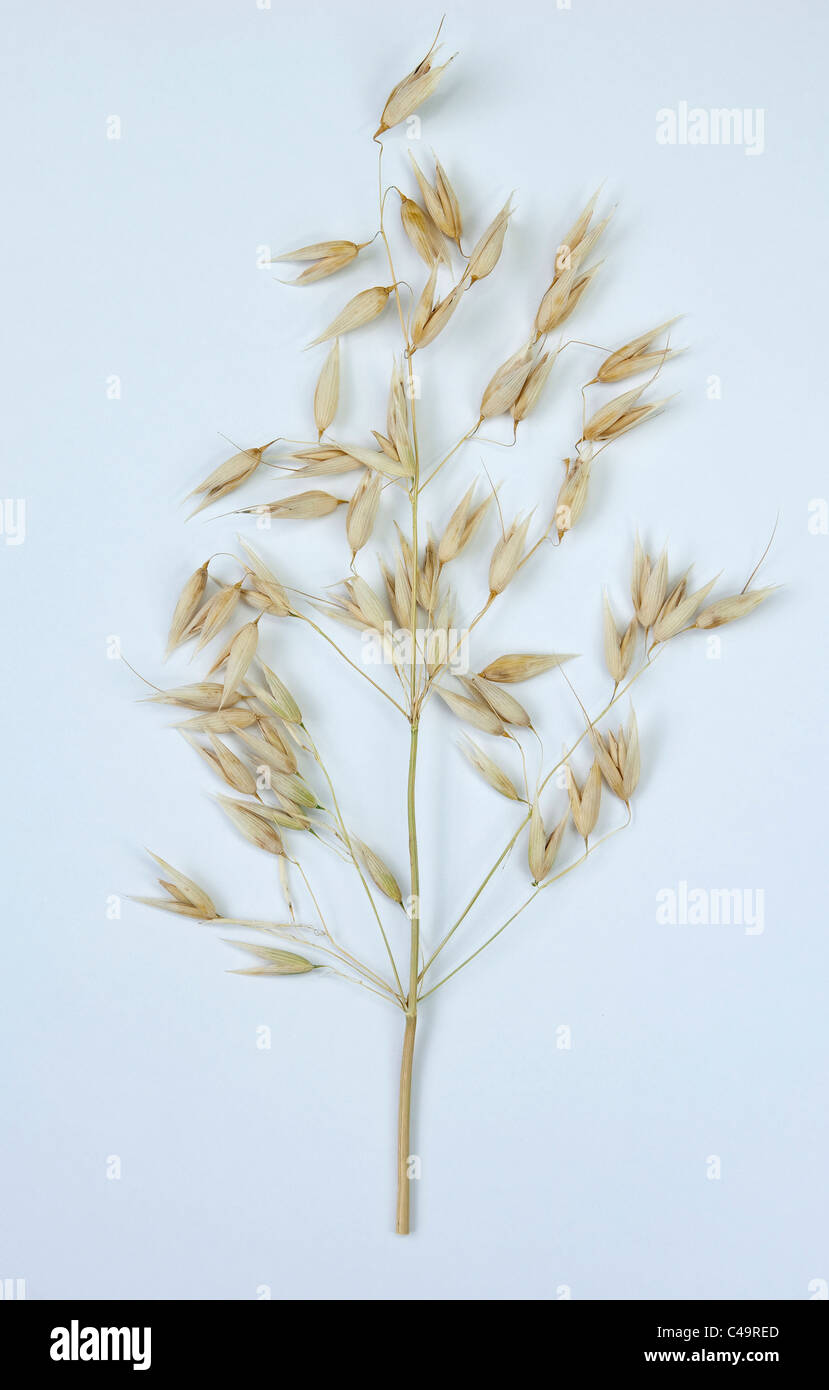 Common Oat (Avena sativa sativa), ripe panicle. Studio picture against ...