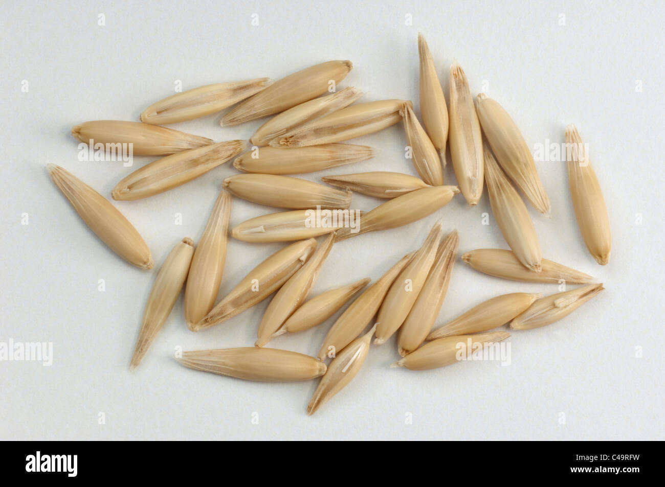 Avena sativa hi-res stock photography and images - Alamy