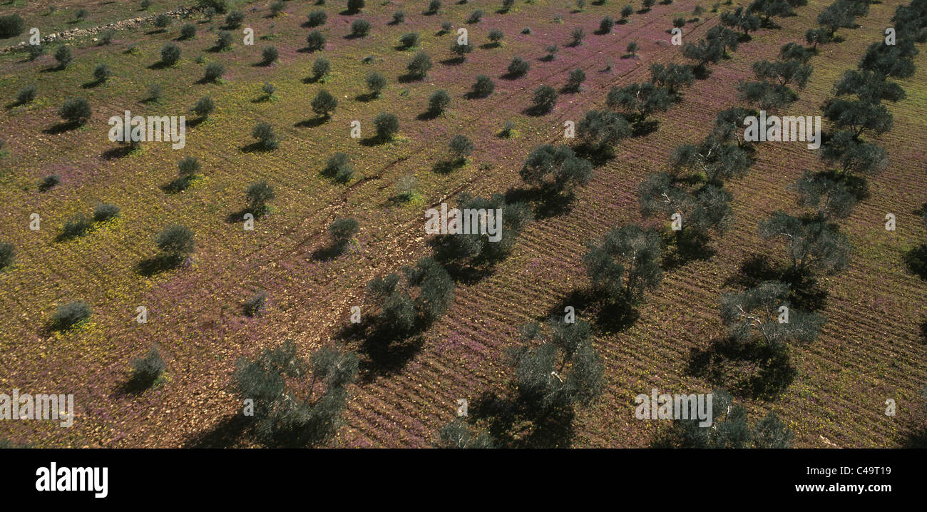 Panoramic view of a plantation in the Lower Galilee Stock Photo - Alamy