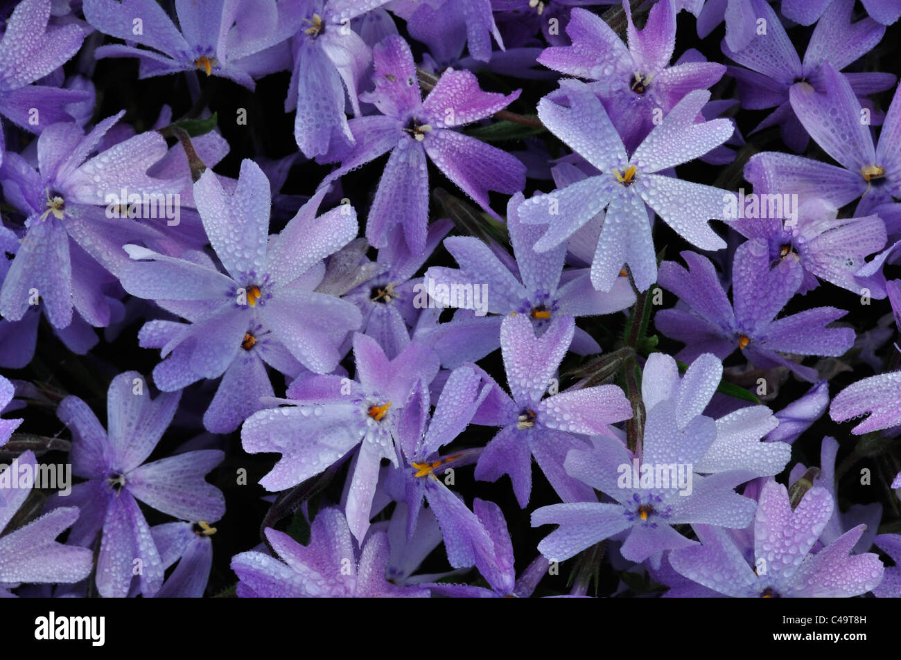 Frame filling hi-res stock photography and images - Alamy