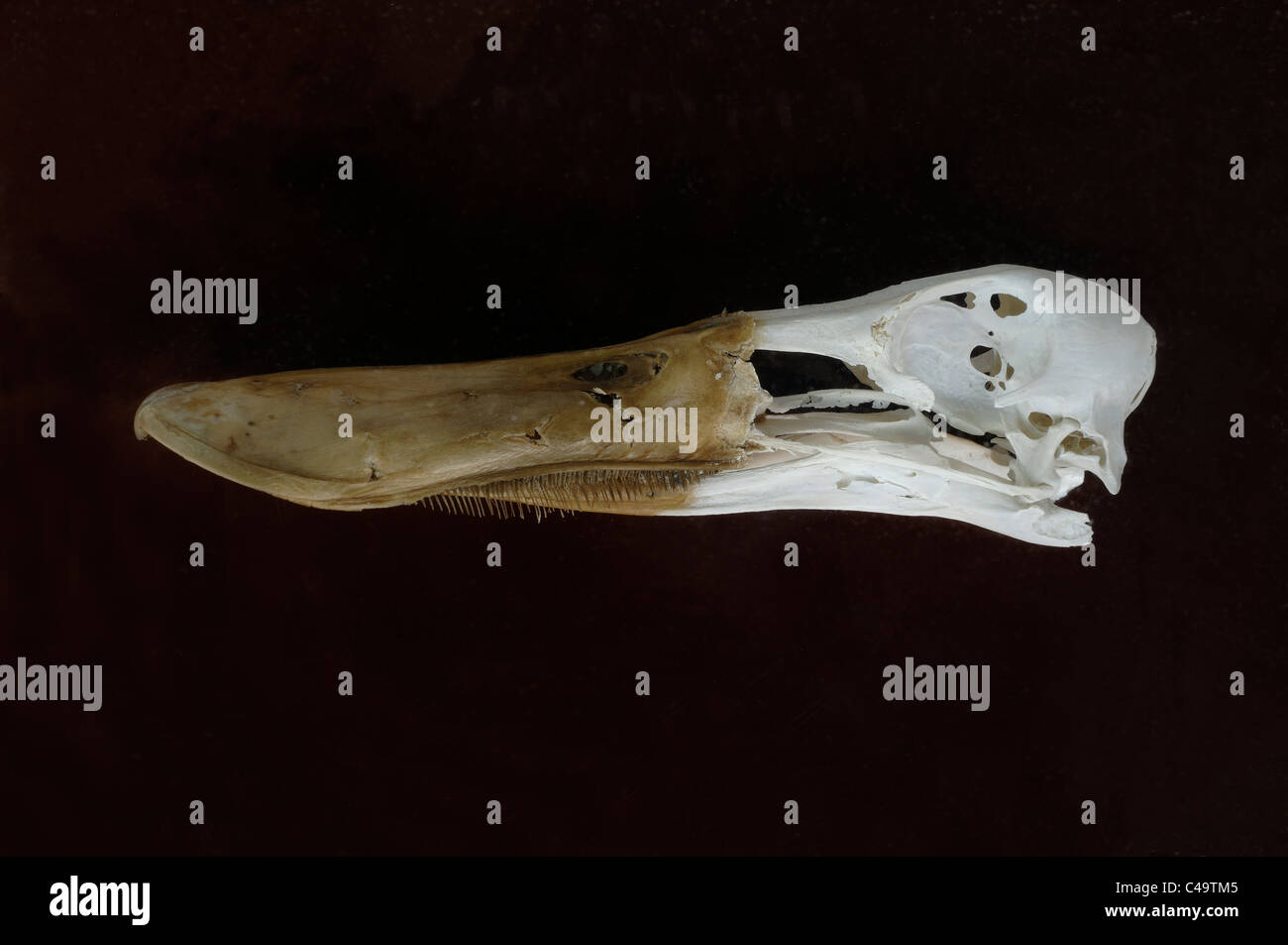 Duck Skull And Crossbones Mount