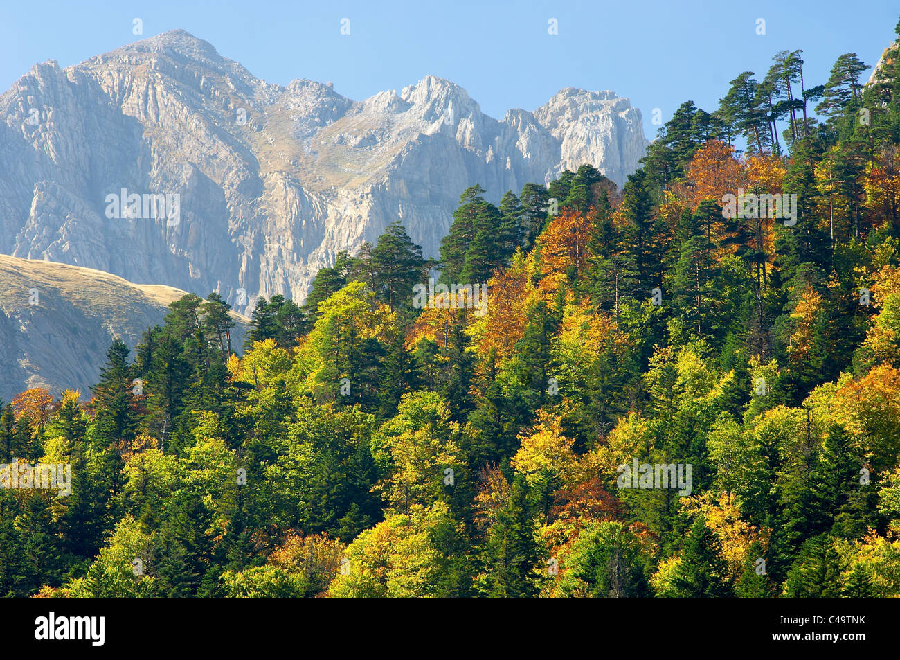 Fall forest in the Pyrenees mountains Stock Photo - Alamy