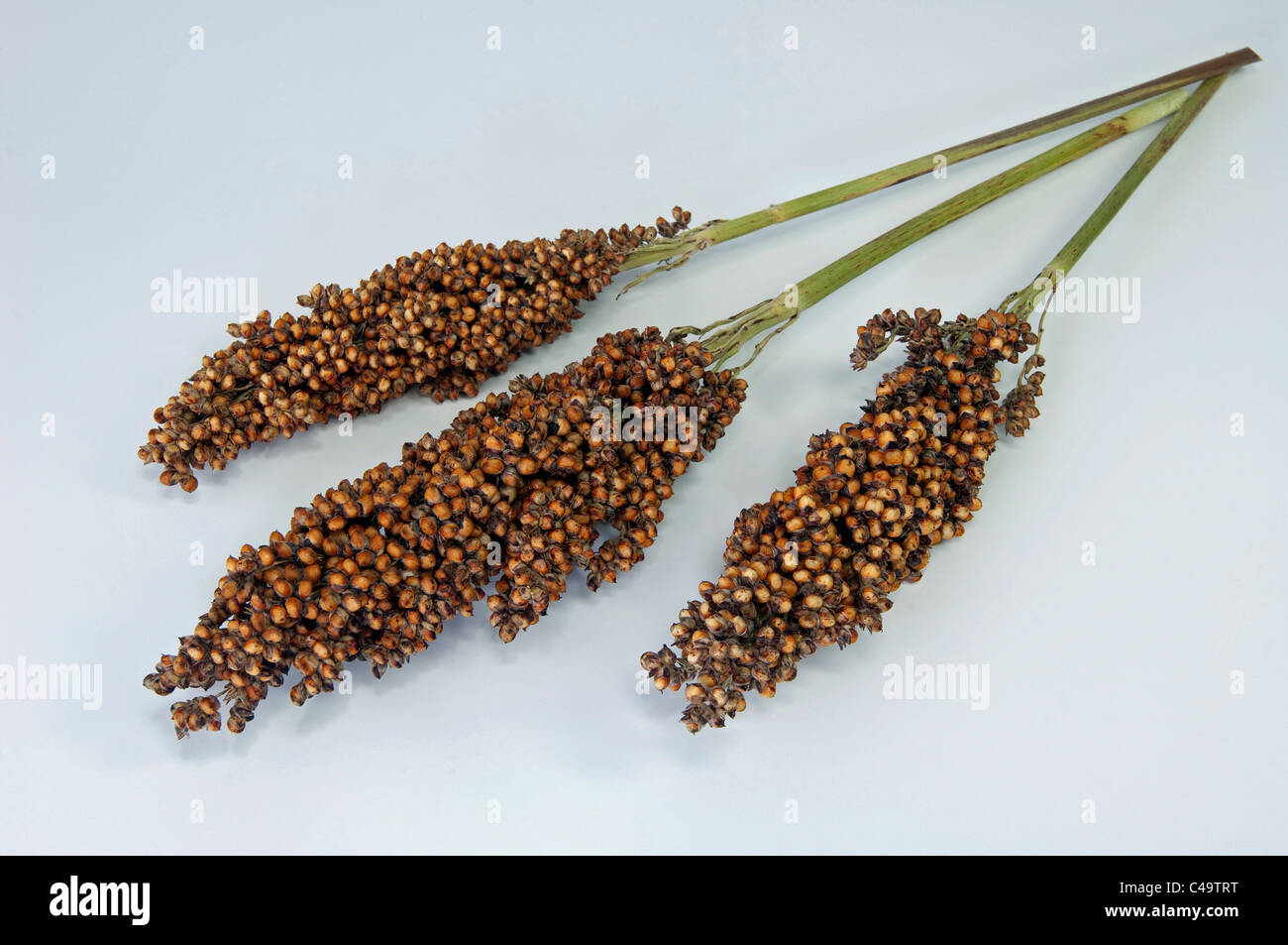 Sorghum (Sorghum bicolor), fruiting stalks. Studio picture against a ...