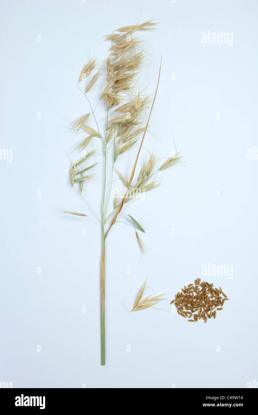 Avena chinensis hi-res stock photography and images - Alamy