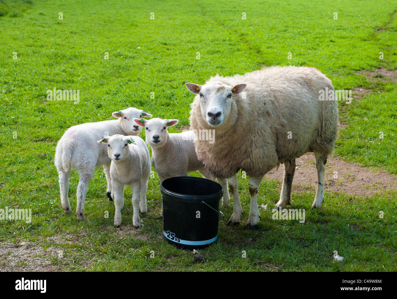 curious sheep with three lambs watching the photographer Stock Photo ...