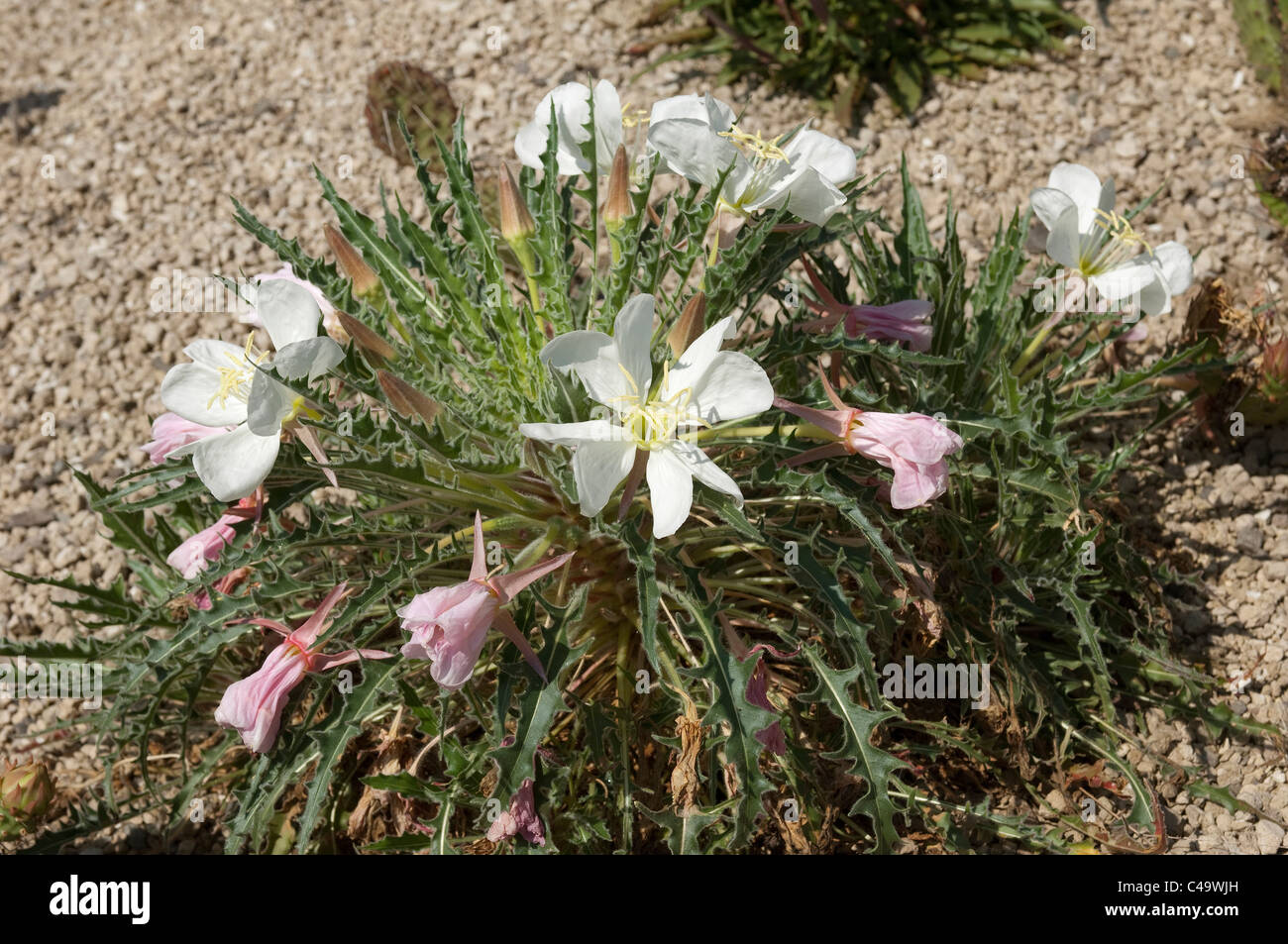 Tufted Evening Primrose (Oenothera caespitosa), flowering plant Stock ...