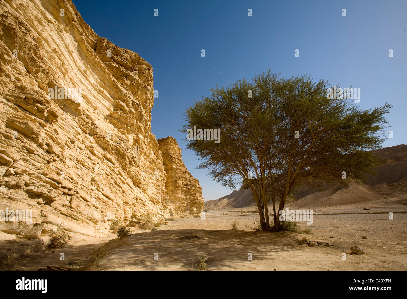 Photograph of a single tree in the middle of Arod stream in the Central ...