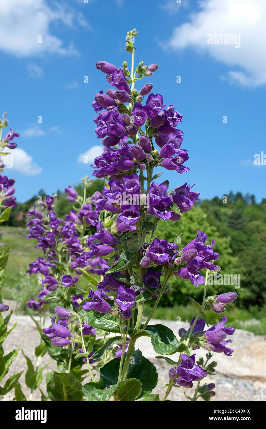 Large-flowered Beardtongue (Penstemon cobaea), flowering plant Stock ...
