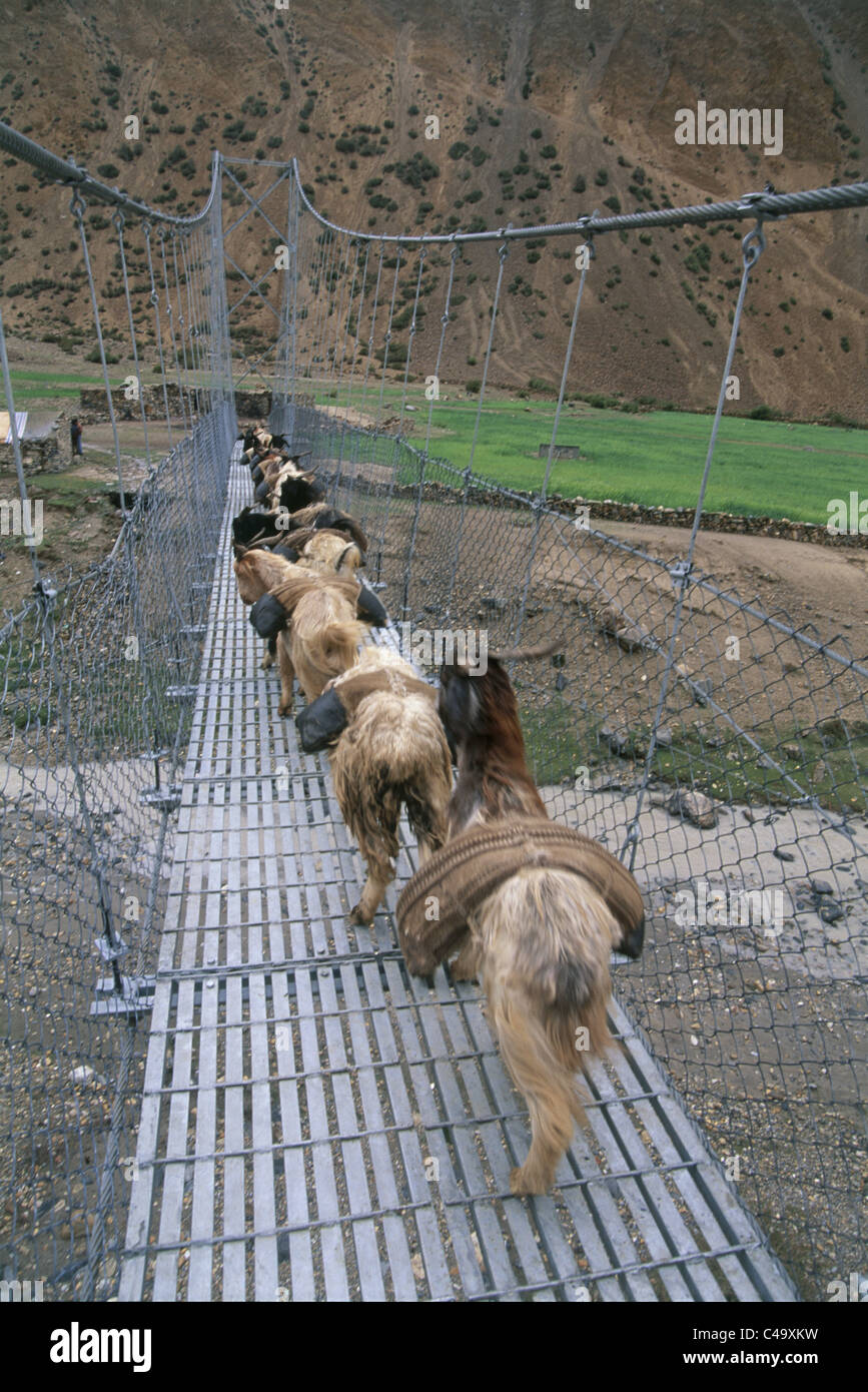 Photograph of a herd of goats crossing a bridge in Tibet Stock Photo ...