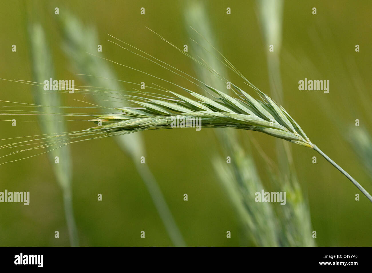 Polish Wheat (Triticum polonicum), unripe ear Stock Photo - Alamy