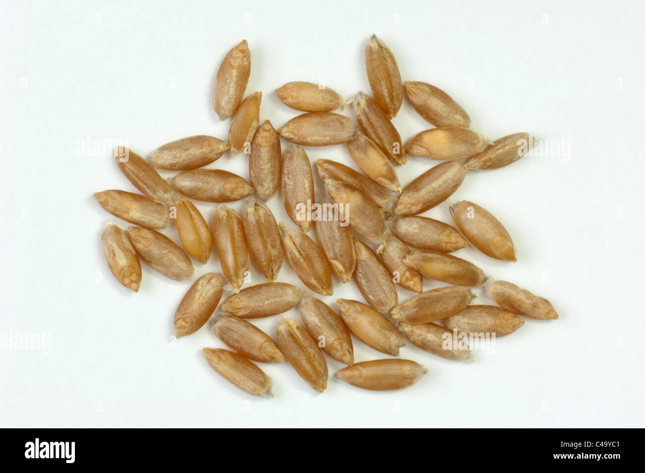 Triticum turgidum hi-res stock photography and images - Alamy