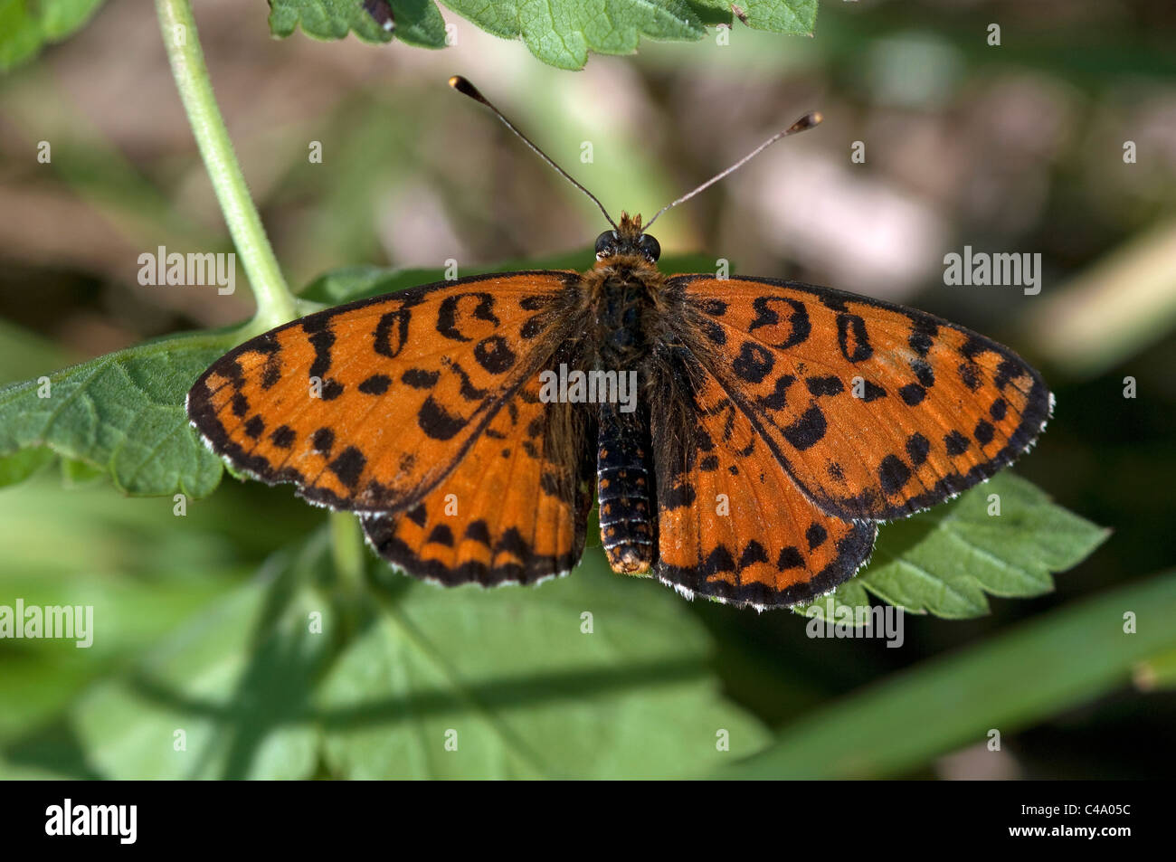 Spotted Fritillary, Red-band Fritillary (Melitaea didyma), butterfly on ...