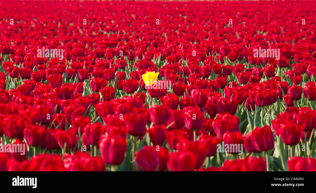 Field Of Red Tulips