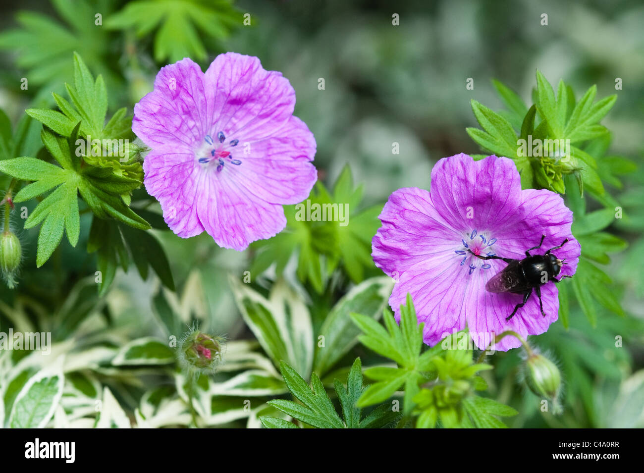 Geranium orientalitibeticum flowers with bee urban garden Adel Leeds ...