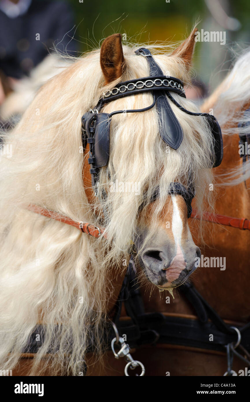Haflinger stallion hi-res stock photography and images - Alamy