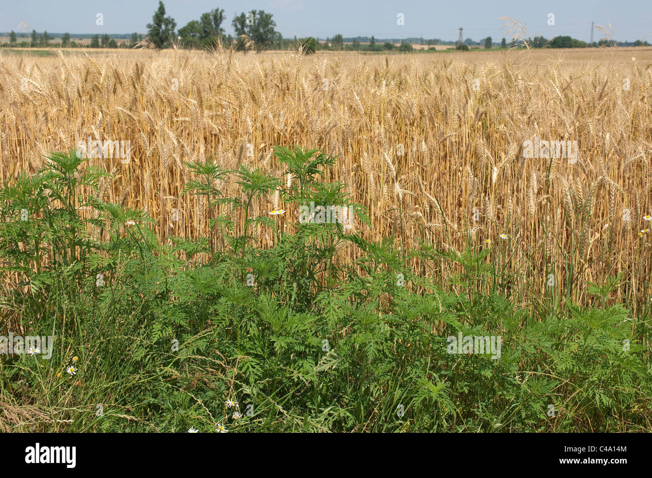 Annual Ragweed, Common Ragweed (Ambrosia artemisiifolia). Young plants ...