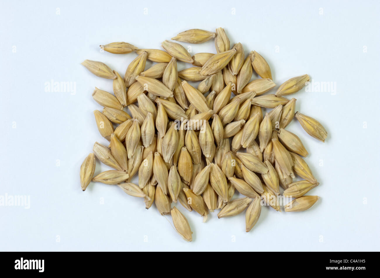 Four-row Barley (Hordeum vulgare vulgare), seeds. Studio picture ...