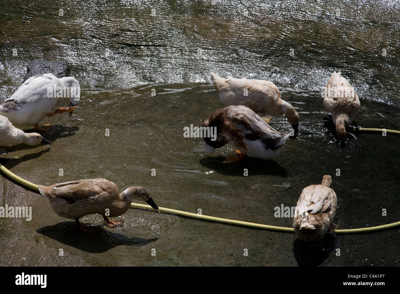 surrey docks farm rotherhithe southwark london england Stock Photo - Alamy
