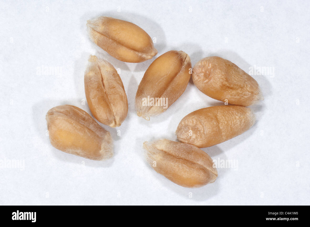 Common wheat triticum aestivum hi-res stock photography and images - Alamy