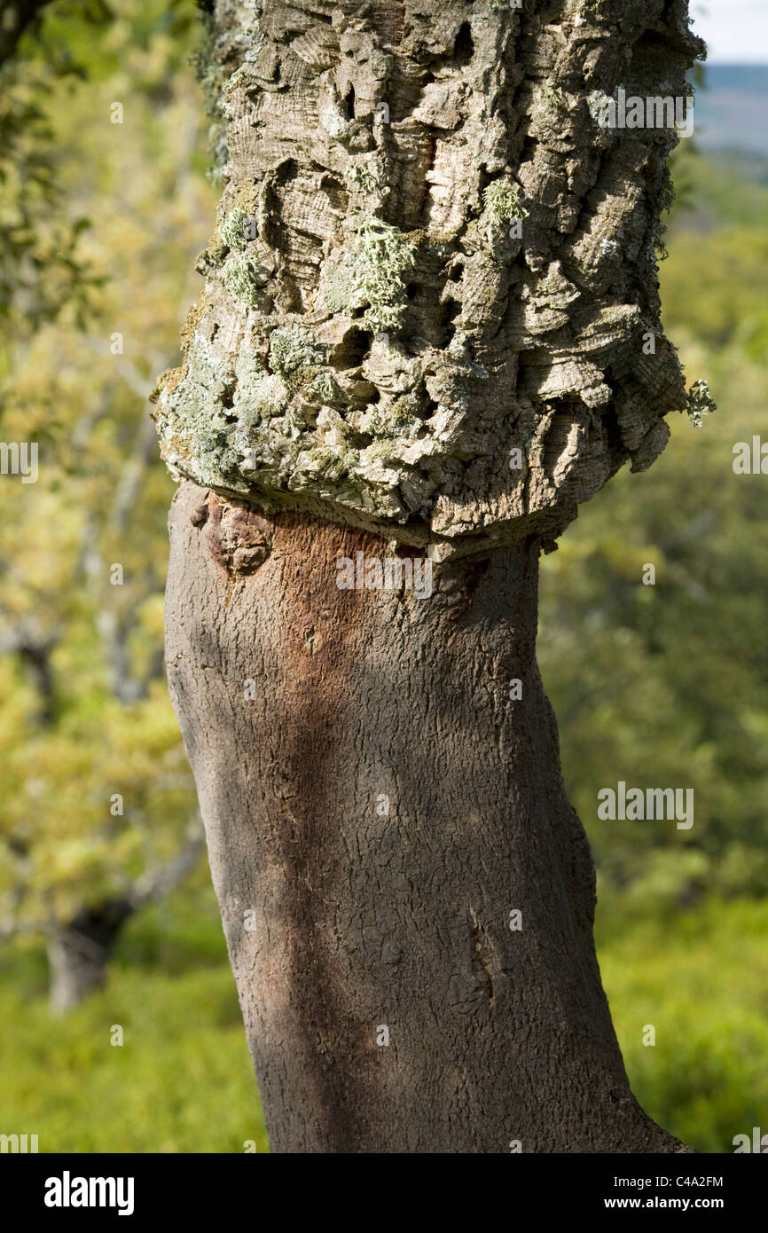 Thick layers tree trunk hi-res stock photography and images - Alamy