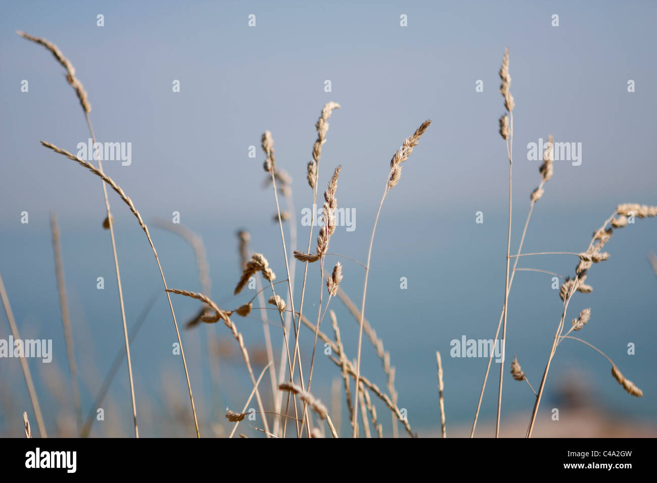 Sea grass field hi-res stock photography and images - Alamy