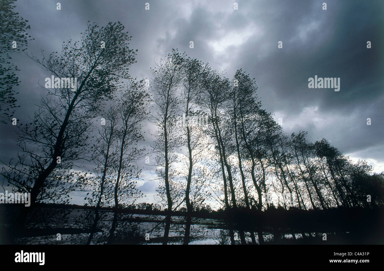 Photograph of a row of trees Stock Photo - Alamy