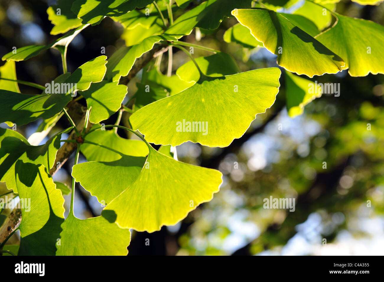 Ginko tree leaves in close up view Stock Photo - Alamy