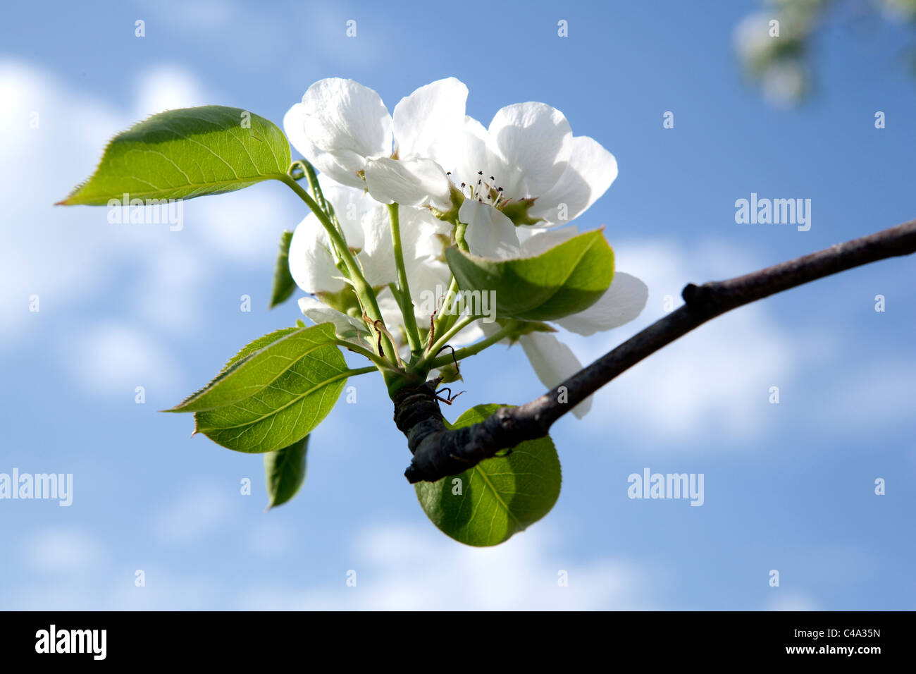 pear tree in bloom photographed against blue sky Stock Photo - Alamy