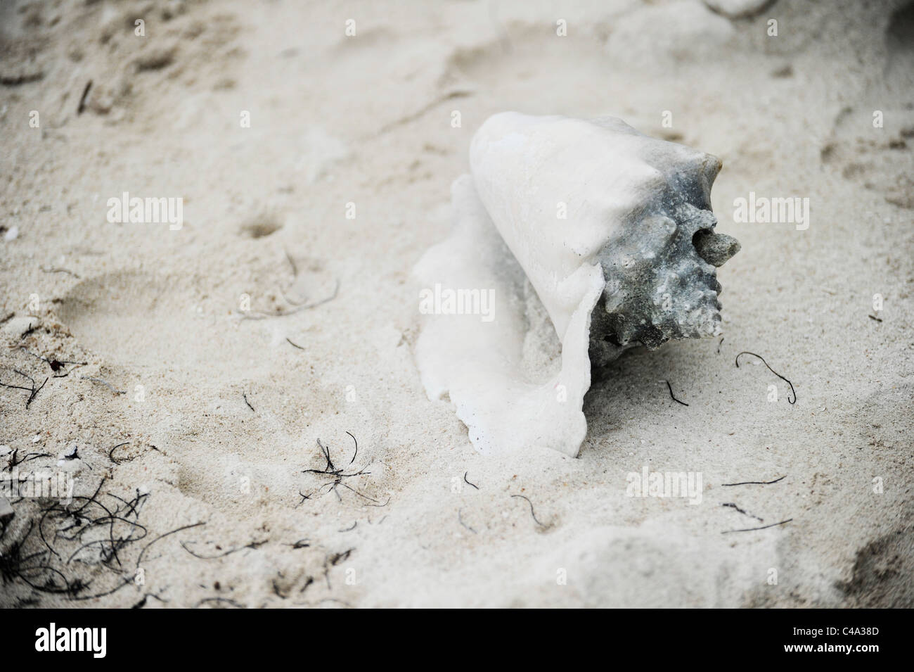 Conch shell island hi-res stock photography and images - Alamy
