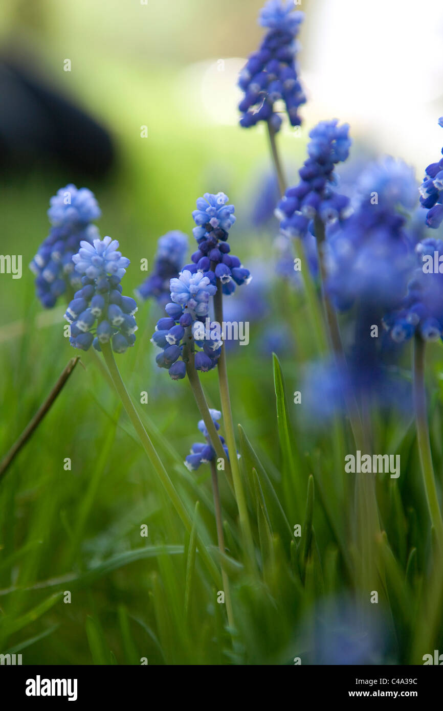 Muscari flowers in green grass, selective focus Stock Photo - Alamy