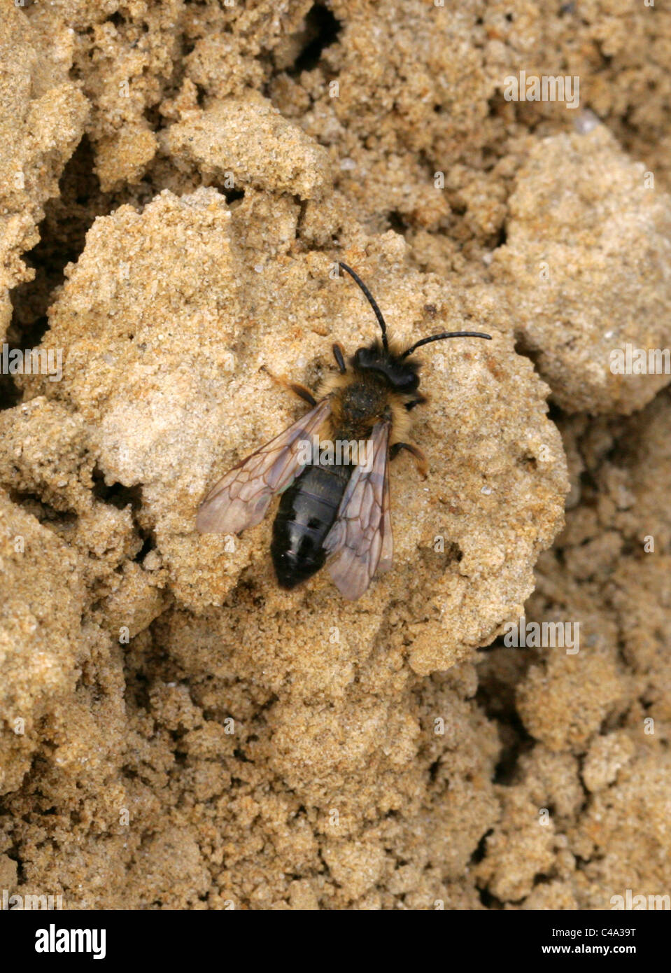 Communal Mining Bee, Andrena carantonica, Andreninae, Andrenidae ...