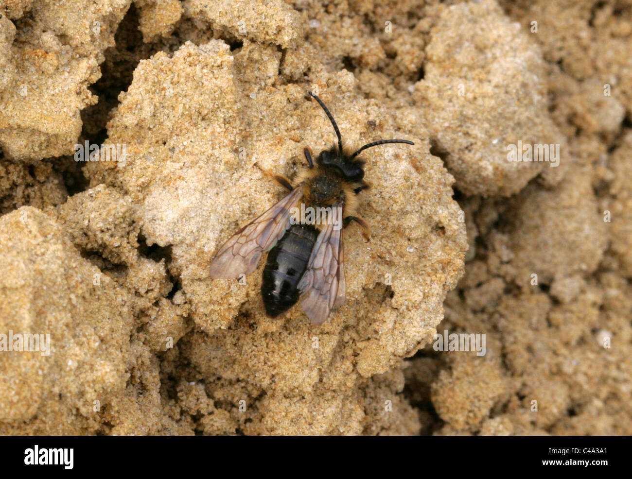 Communal Mining Bee, Andrena carantonica, Andreninae, Andrenidae ...