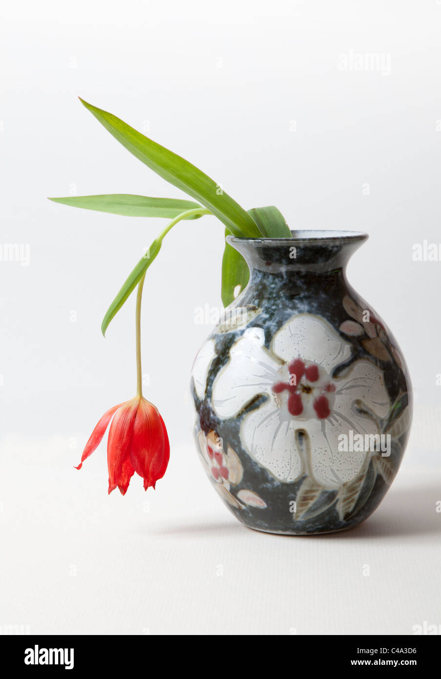 DROOPING SAD TULIP IN VASE AGAINST PLAIN BACKGROUND Stock Photo - Alamy