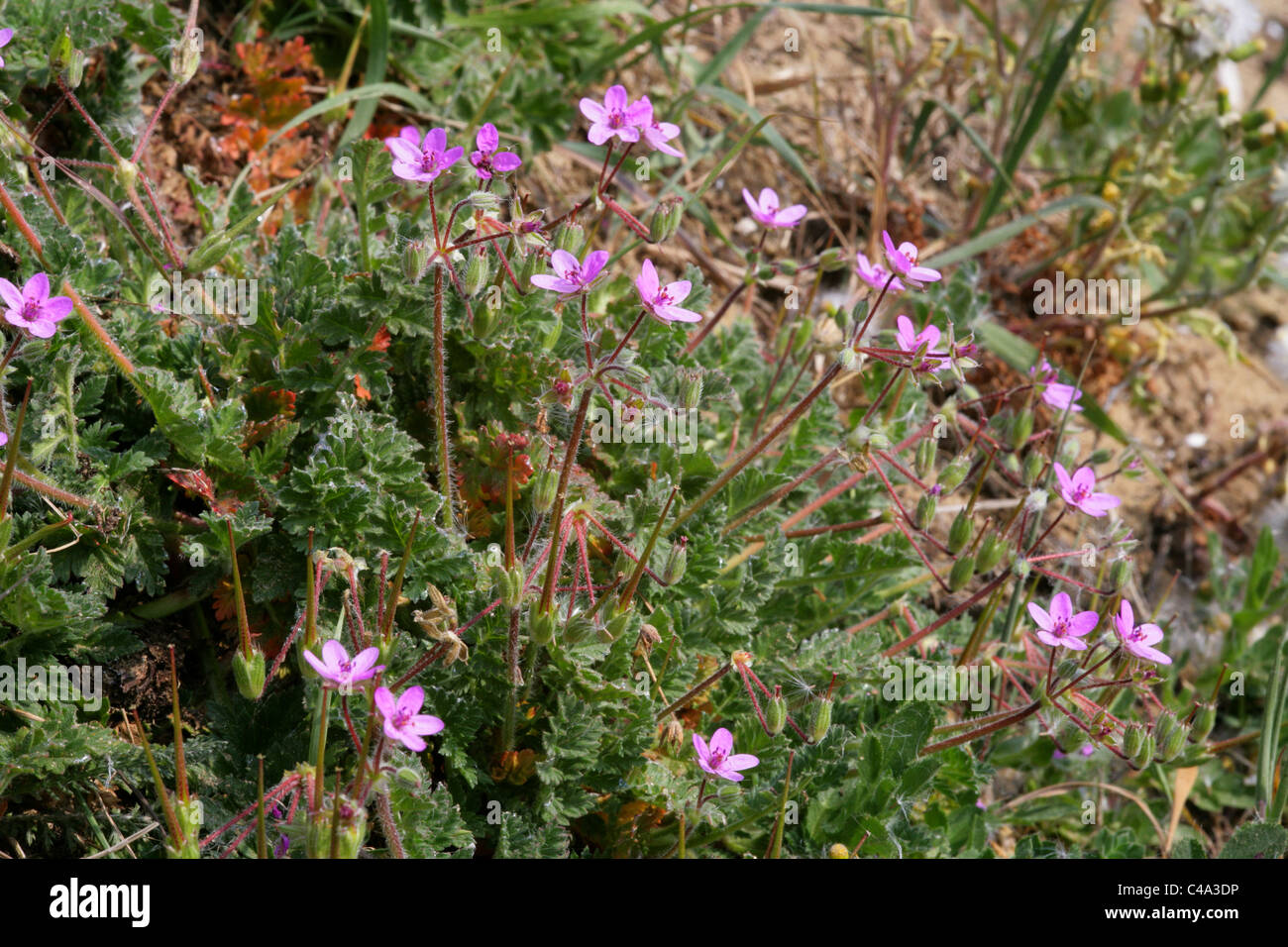 Common Storksbill or Redstem Filaree, Erodium cicutarium, Geraniaceae ...