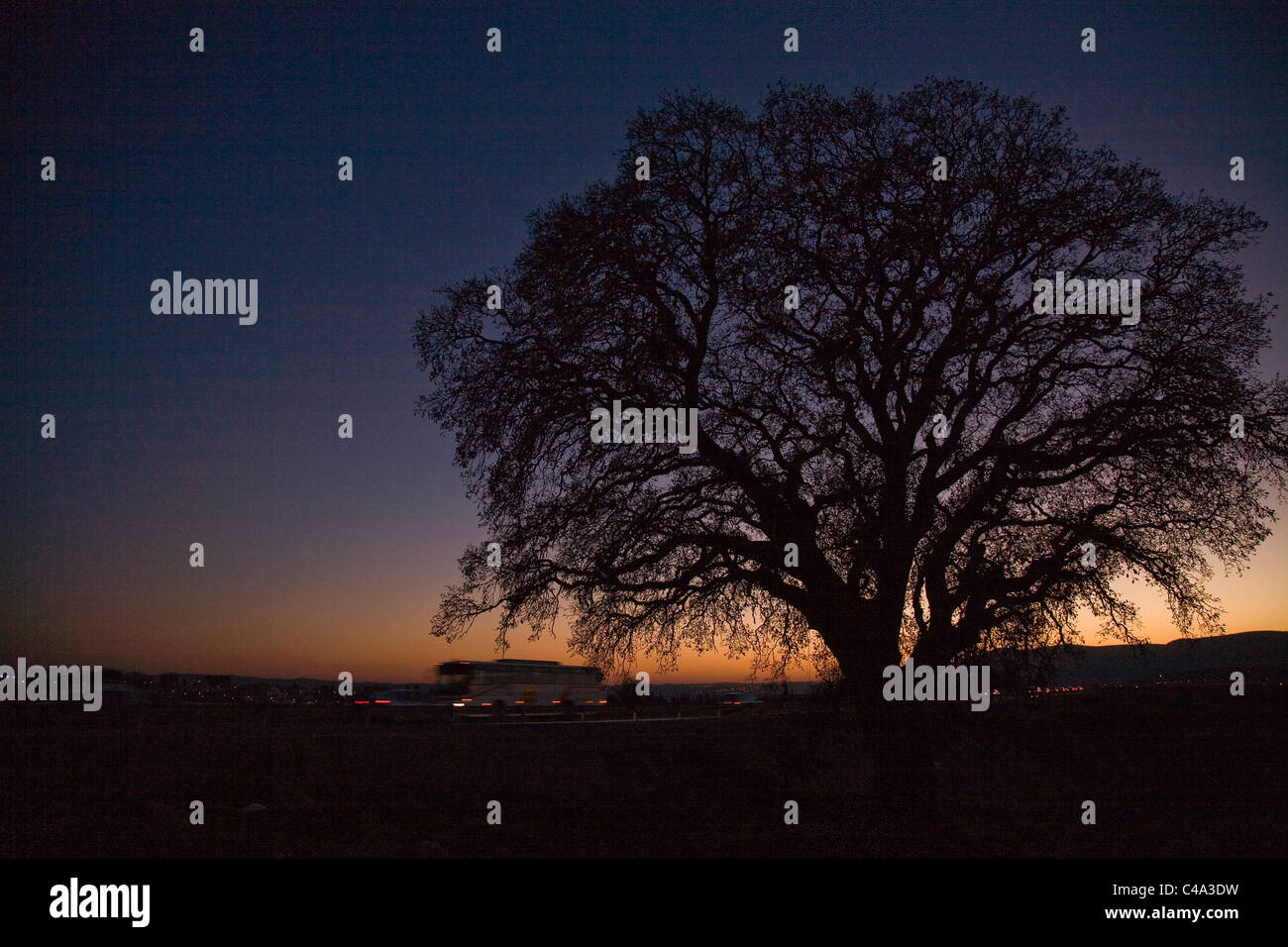 Photograph of a silhouette of a tree in the Galilee after sunset Stock ...