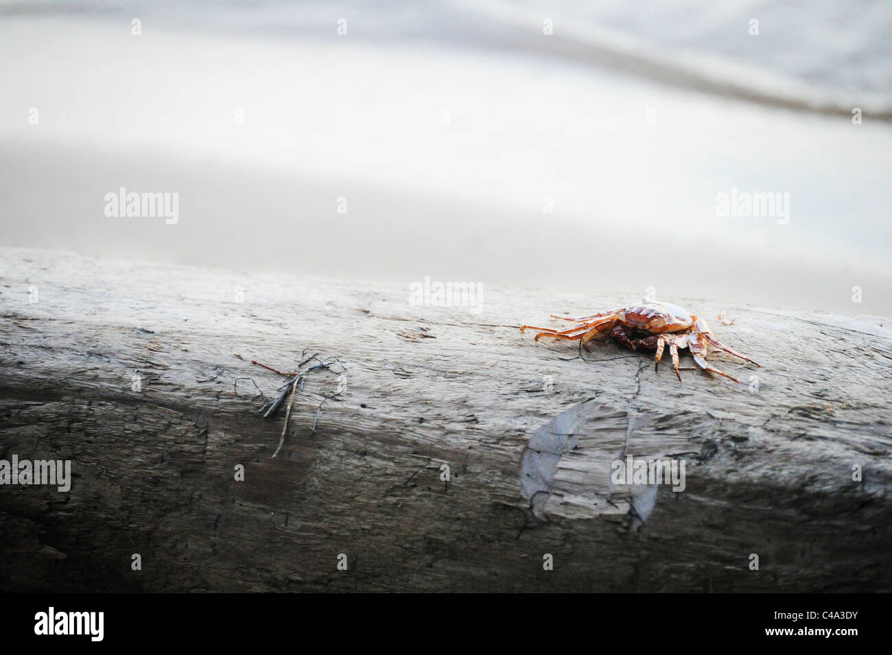 Panama creature hi-res stock photography and images - Alamy