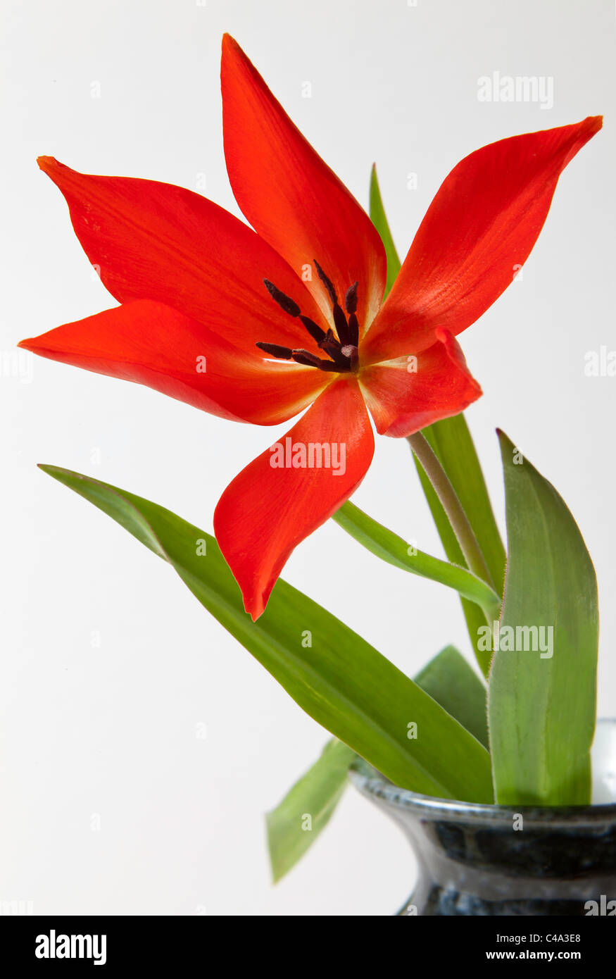 Open Tulip High Resolution Stock Photography and Images - Alamy